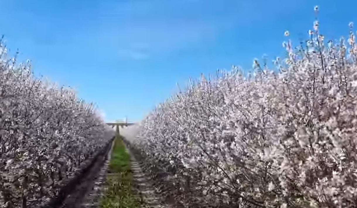 As amendoeiras em flor: Um espetáculo natural que agora também se pode ...