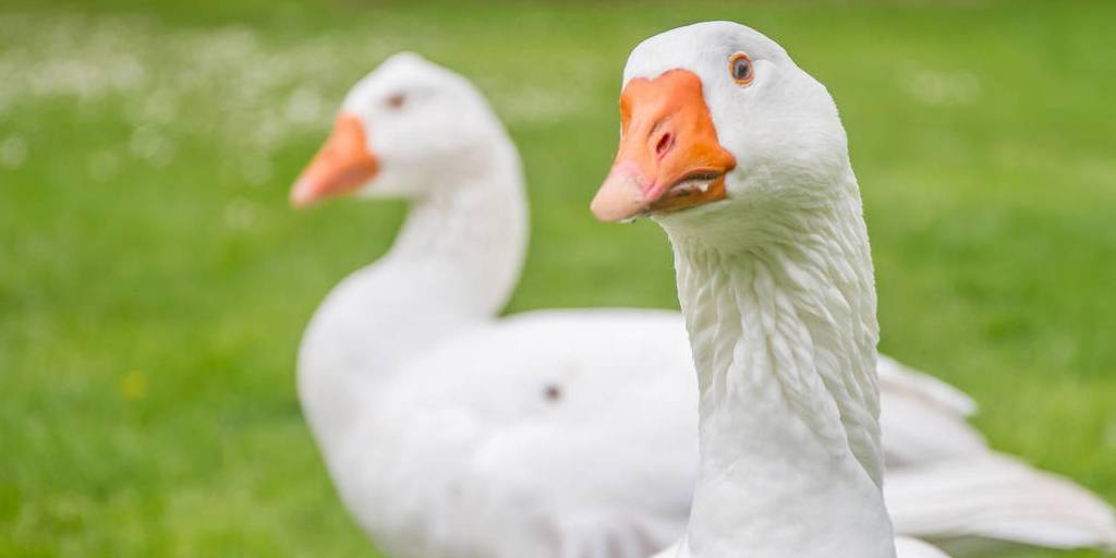 Portugal regista quinto foco de infeção por gripe das aves. Agora num ...